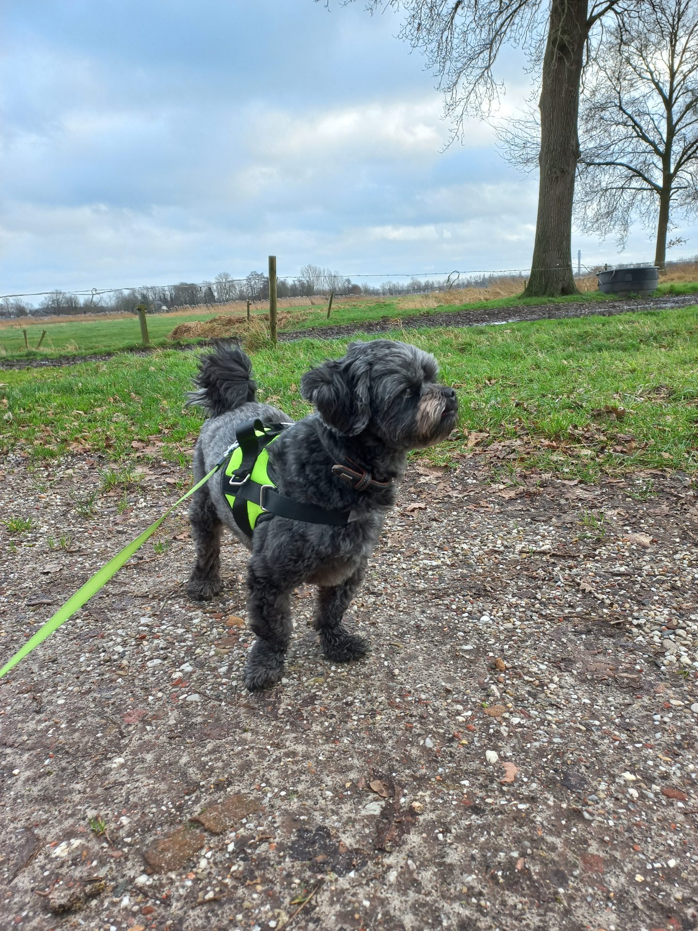 Canifelox Calm | Rustgevend Middel Hond | Hondensupplementen