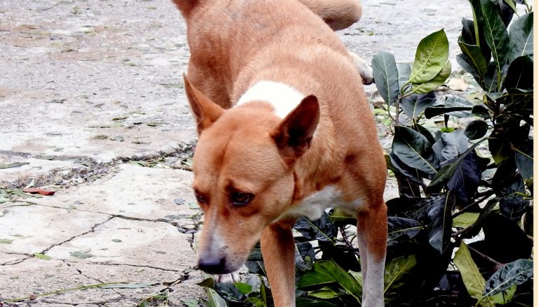 Natuurlijk middel tegen blaasontsteking bij de hond